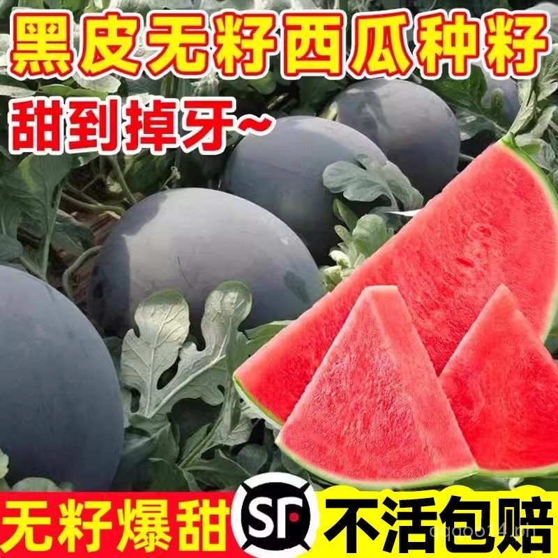 Black Skin Red Flesh Watermelon Seeds Kirin Melon Seedless Seeds Four ...