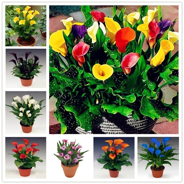 10pcs Calla Lily Rare Flower Seeds Bonsai Potted Plant Perennial ...