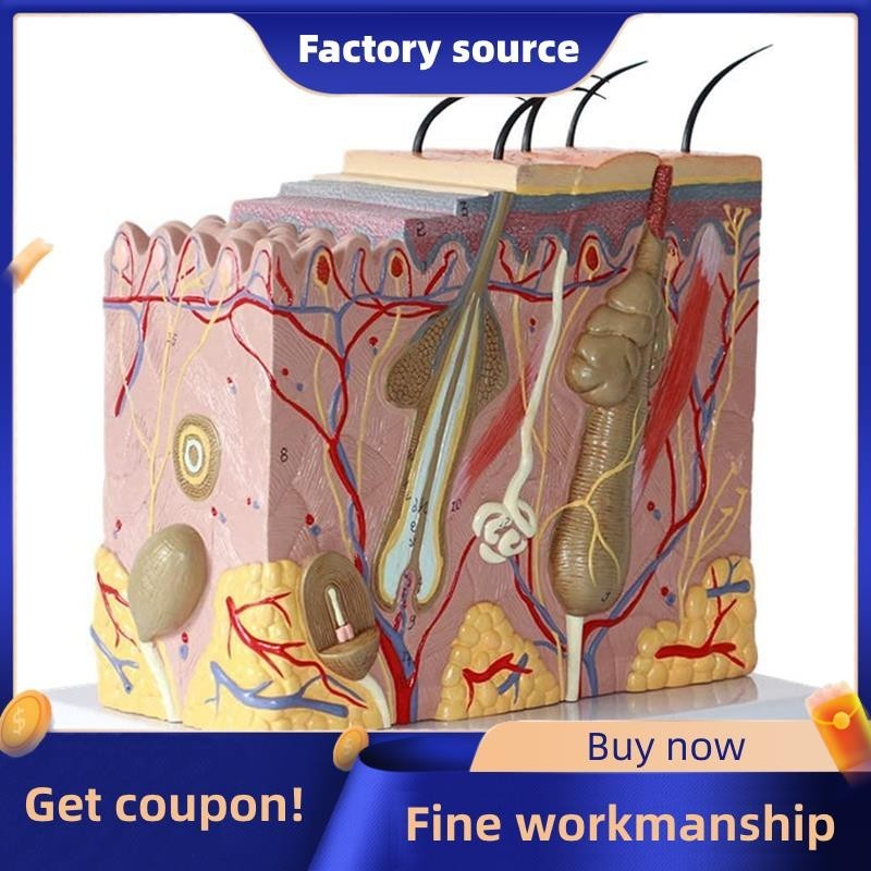 Skin Model 50X Enlarged Anatomical Skin Model Anatomy Three-Dimensional ...