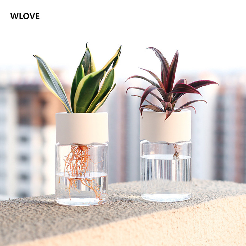Simple And Transparent Hydroponic Pot Hall, Office, Green Ivy Flower ...