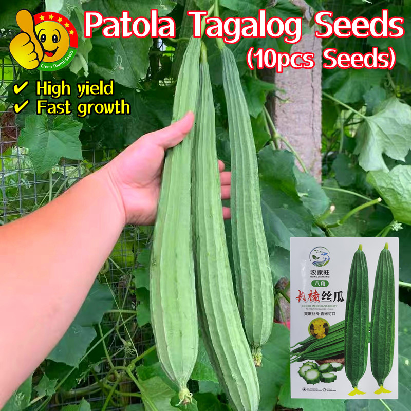 Original High Yield Patola Tagalog Seeds for Planting Fresh 10pcs F1 ...