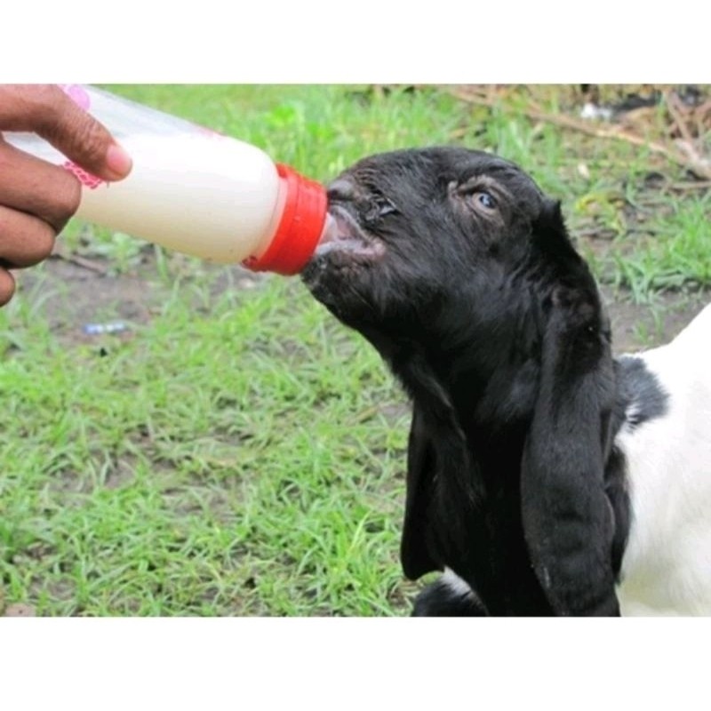 Bio Milk Skim Goat Milk Cemple Cow Cat Dog Newborn | Shopee Philippines