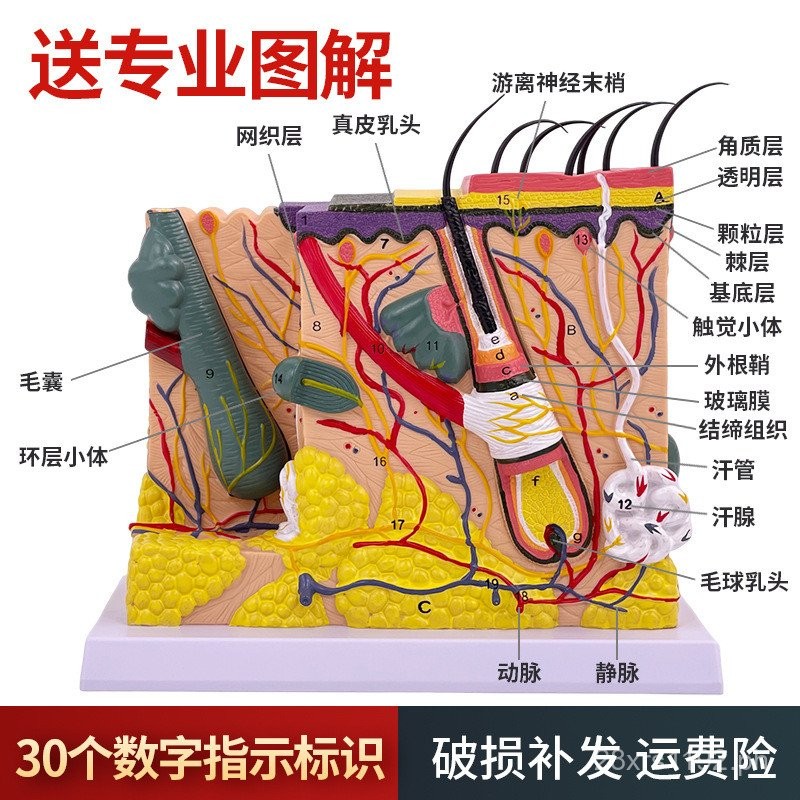 Model Anatomy Skin Structure Skin Enlarged Beauty Human Body Tool ...