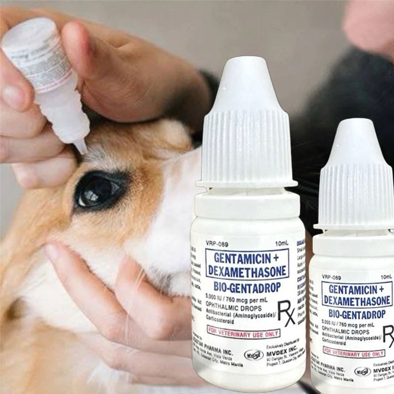 Bio-Genta Eye Drops for Pets 10ml | Shopee Philippines