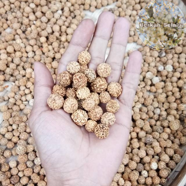 Jenitri BEADS RUDRAKSHA GENITRI 1KG 45 THOUSAND ALREADY DRILLED ...