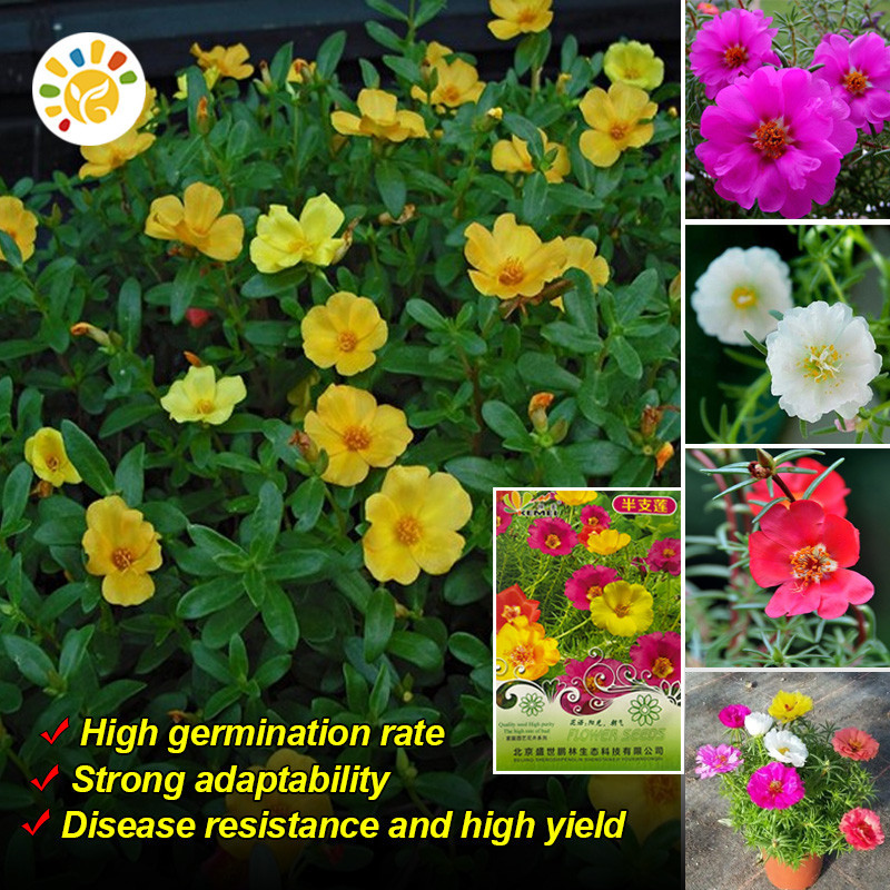100% Original Single Petal Portulaca Seeds 20pcs Rare Rainbow Portulaca ...