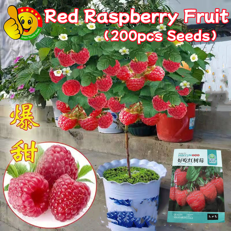 Original Dwarf Raspberry Fruit Seeds 200pcs Delicious Raspberry Seeds ...