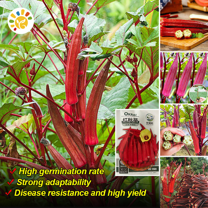 100% Fresh Original Red Okra Seeds 50pcs High Yield Legit Lady Finger ...