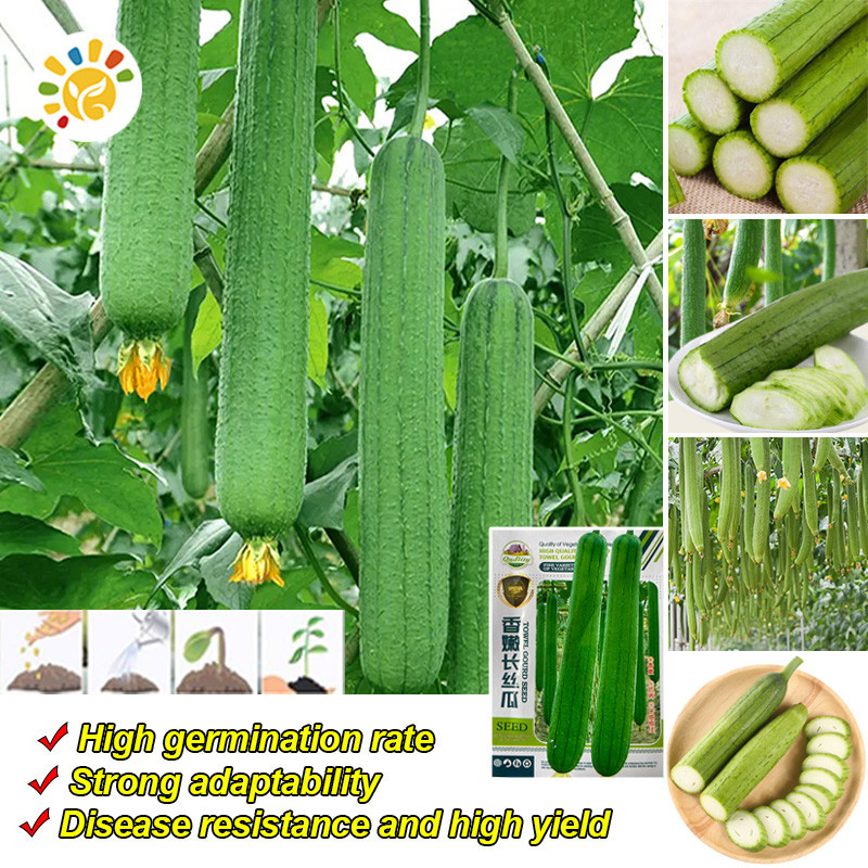 100% Original Long Luffa Seeds 40pcs High Yield Rare Long Variety ...
