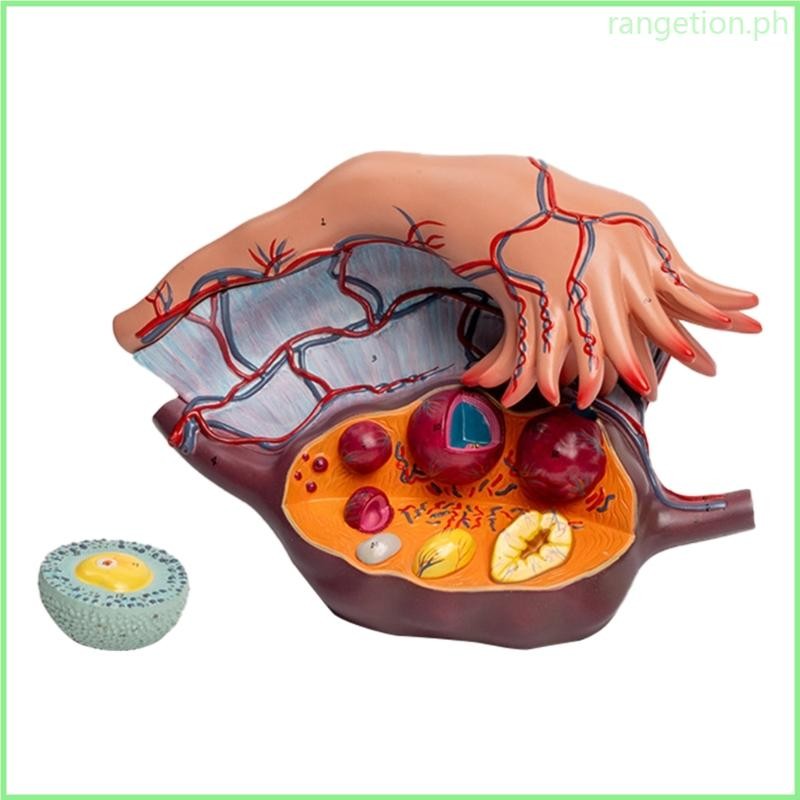 RAN Anatomical Uterus and Ovaries Model Shows Ovarian Follicles and ...