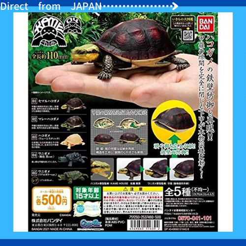 Turtle 04 Encyclopedia of Creatures Box Turtle [Set of 5 types (Full ...