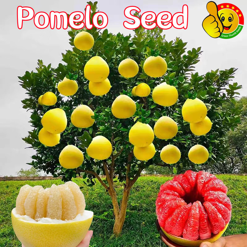 25pcs Bonsai Pomelo Seeds for Planting Fruits Davao Pomelo Seeds Fresh Rare Fruit Tree Plants ...