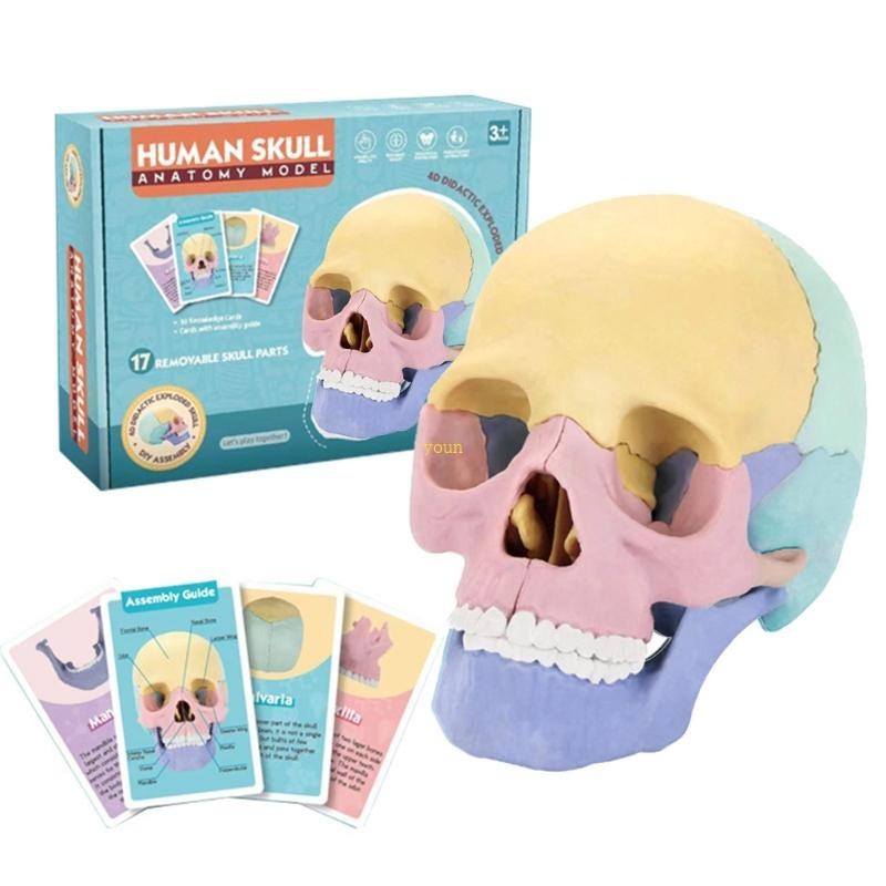 youn Exploded Skull Model Medical Skull Model Anatomy Skull Model For ...