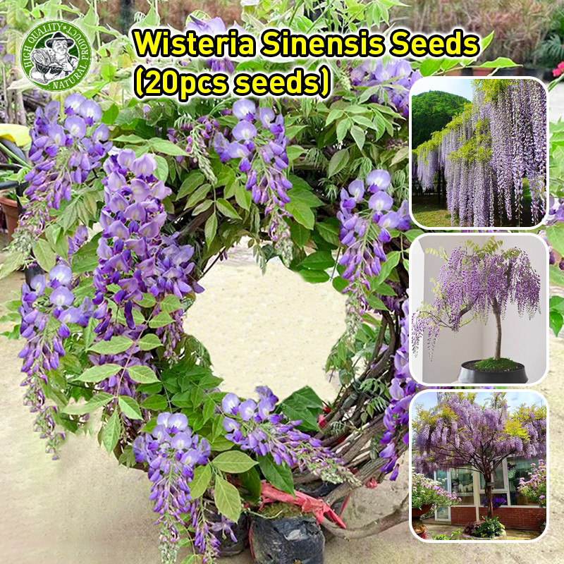 Wisteria Tree Seeds