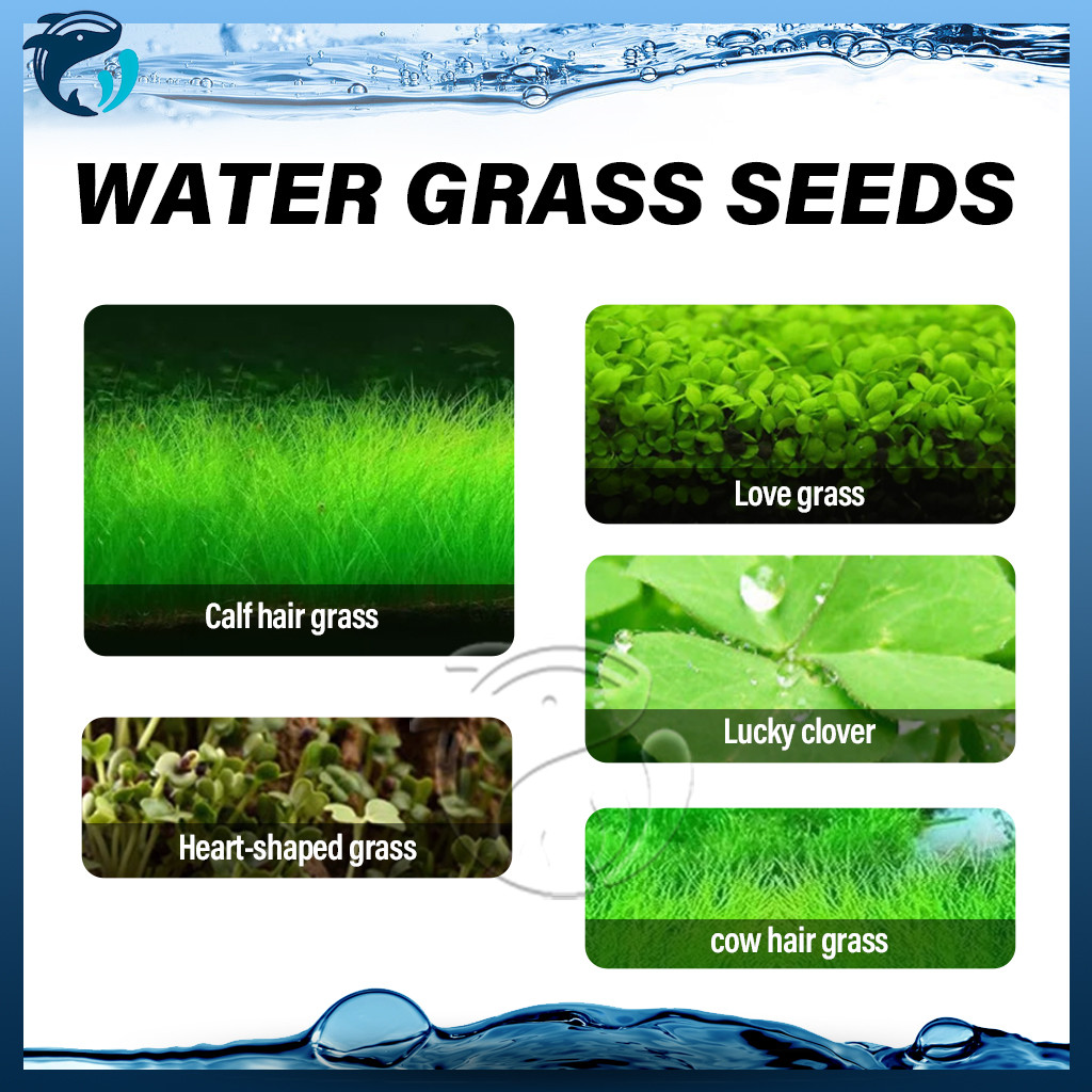 5 Grams Rumput Air Akuarium Aquatic Plant Seeds Fish Tank Aquascape ...