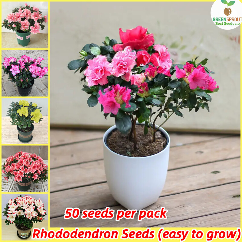 Rare Azalea Plants Bonsai Seeds Potted Rhododendron Seed Flower Seeds ...