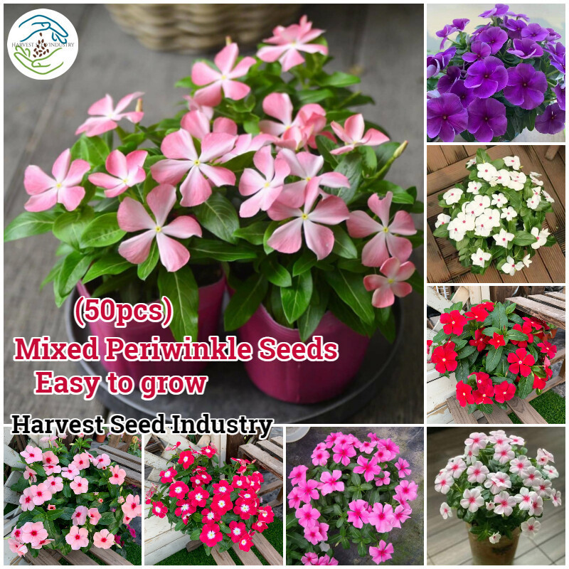 Mixed Color Periwinkle Seeds for Platning (50 seeds/pack) Potted ...