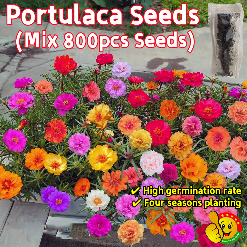 Original 800pcs Moss Rose Flower Seeds for Planting Double Petals ...