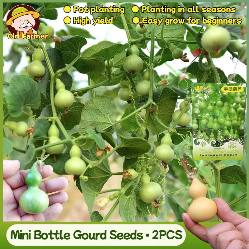 Original Mini Bottle Gourd Seeds for Planting Vegetables Plants 2pcs ...