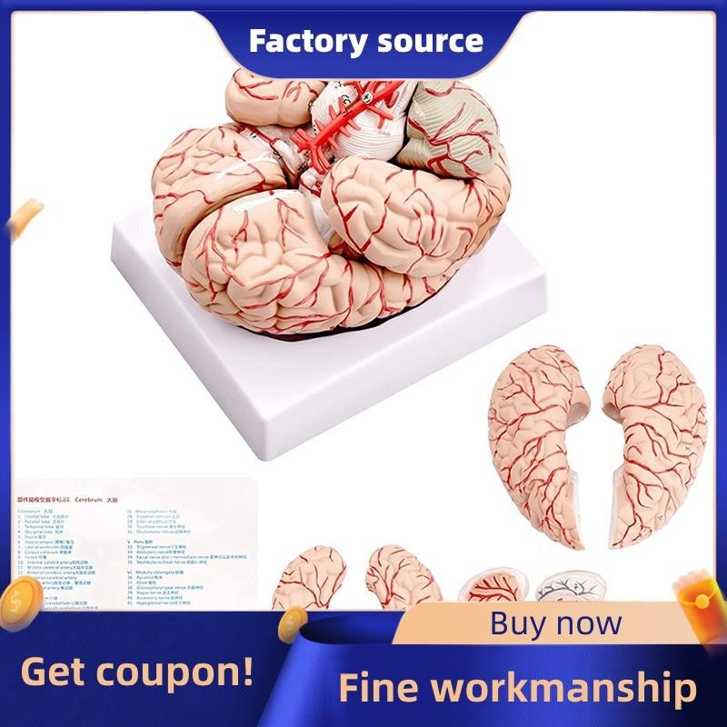 Human Brain Model,Life Size Human Brain Anatomy Model with Display Base ...