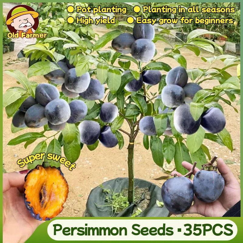 100% Original Fresh Sweet Persimmon Seeds Fruits 35pcs Bonsai Potted ...