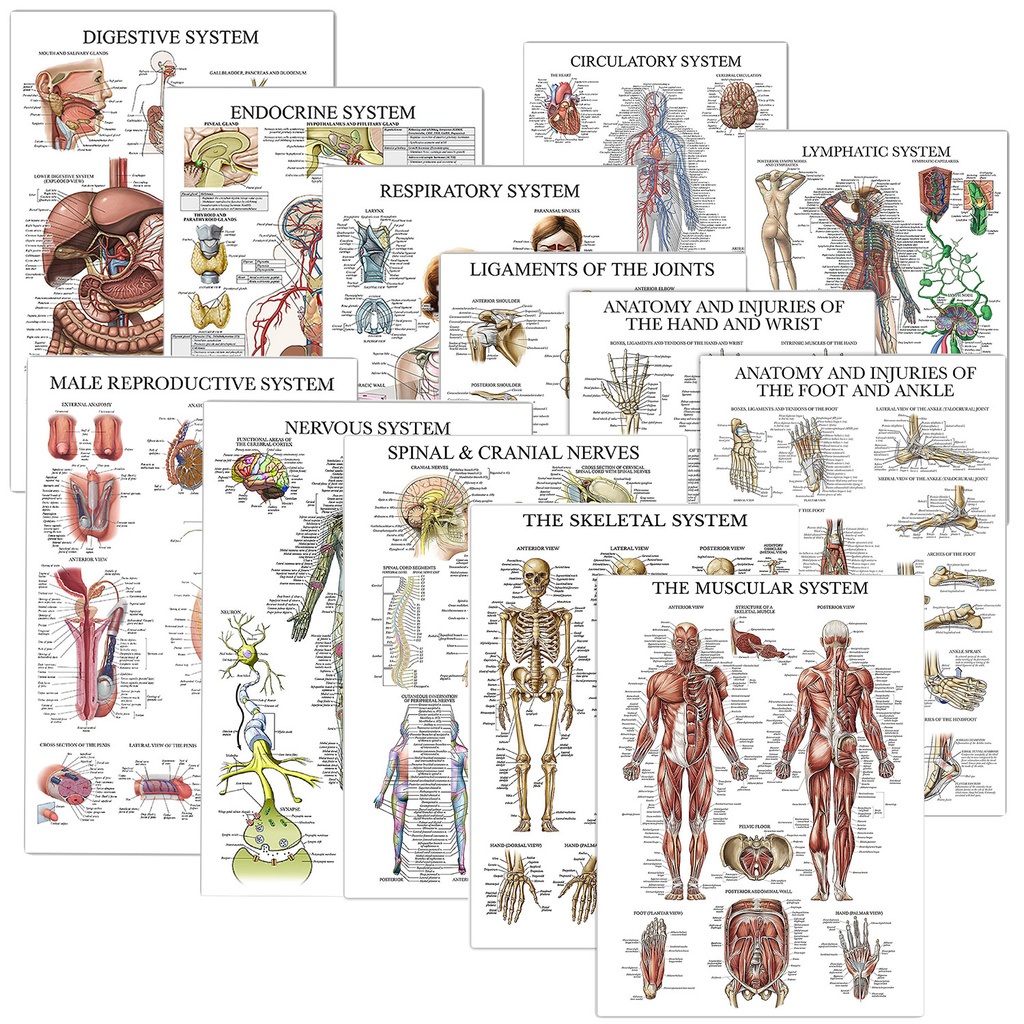 Ergonomic Poster Set-Muscle-Bone-Generating Organ-Neurosis-Leather ...