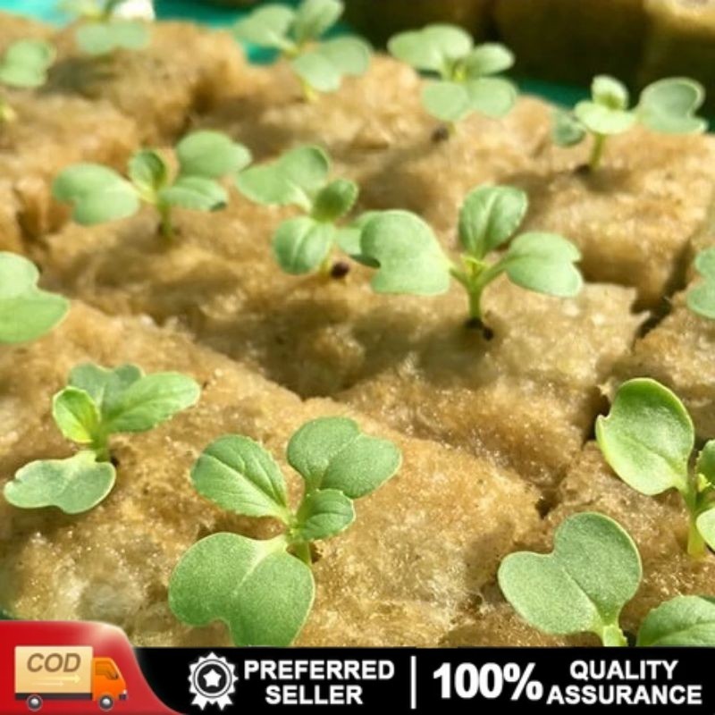 [Fast Shipping] Rockwool cubes,Soilless hydroponic vegetables nursery ...