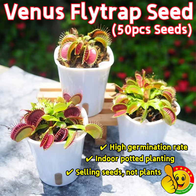 100% Original Venus Flytrap Seeds Sale Fresh 50pcs Fly Trap Funny Plant Seeds Bonsai Tree Live ...