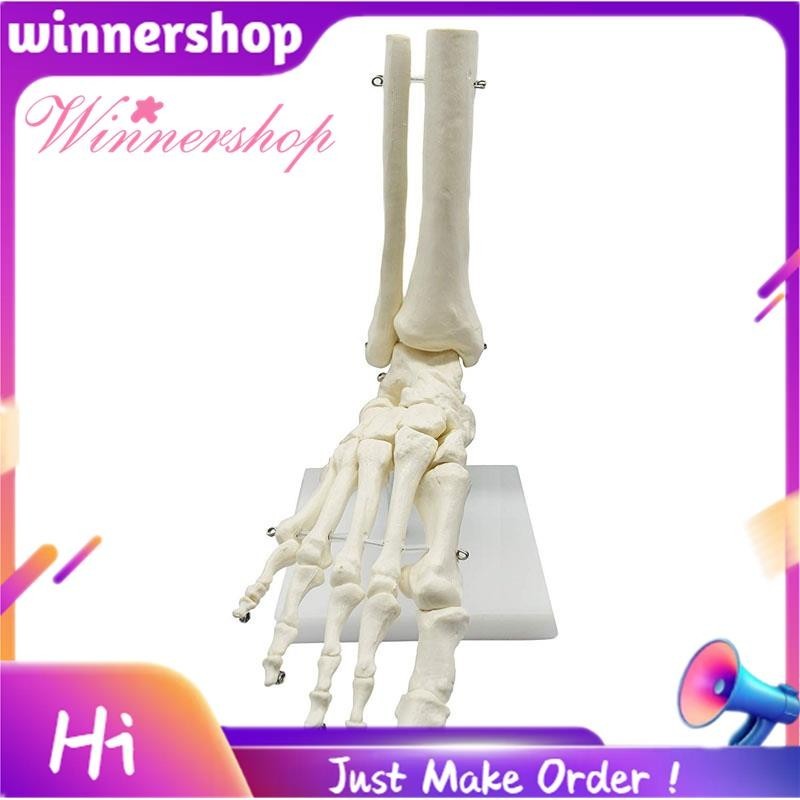1:1 Human Skeleton Foot Anatomy Model Foot and Ankle with Shank ...