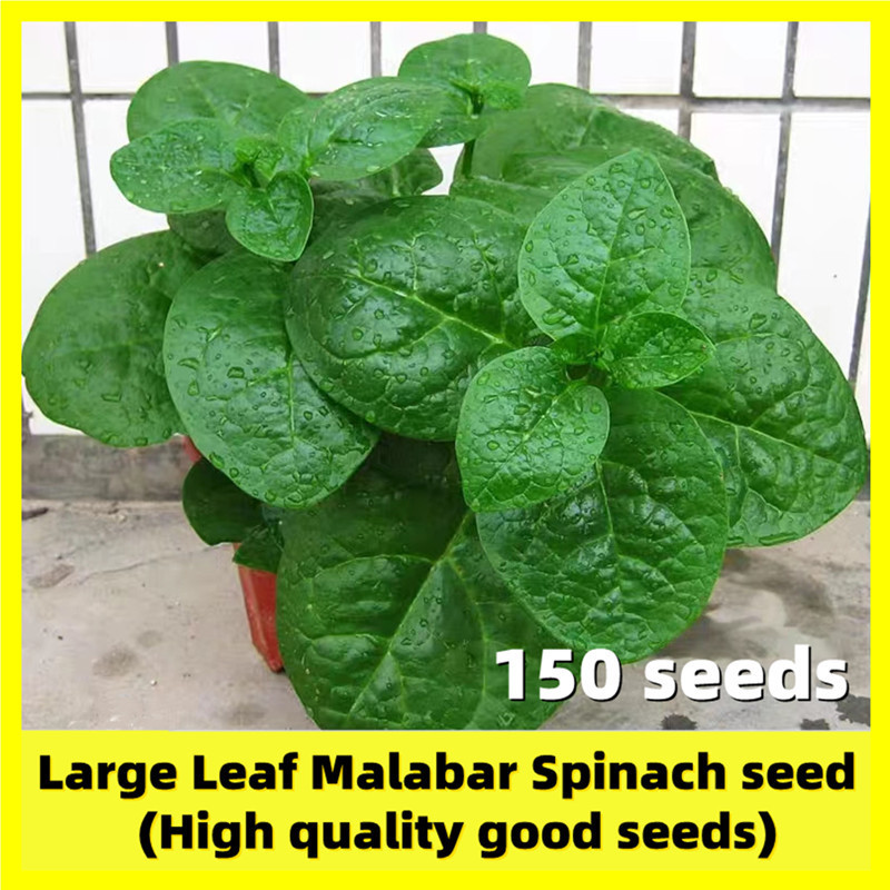 100% Original Large Leaf Malabar Spinach Seeds 150pcs Potted Fresh ...
