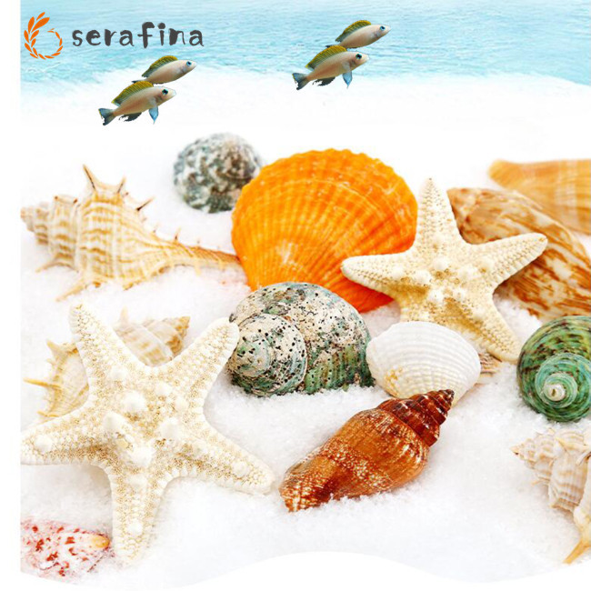 Special Promotion!! 11pcs Hermit Crab Shells Medium Small Growth ...