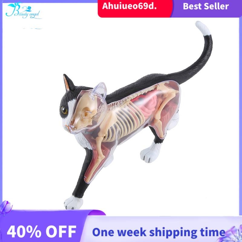 Animal Organ Anatomy Model 4D Cat Intelligence Assembling Toy Teaching ...