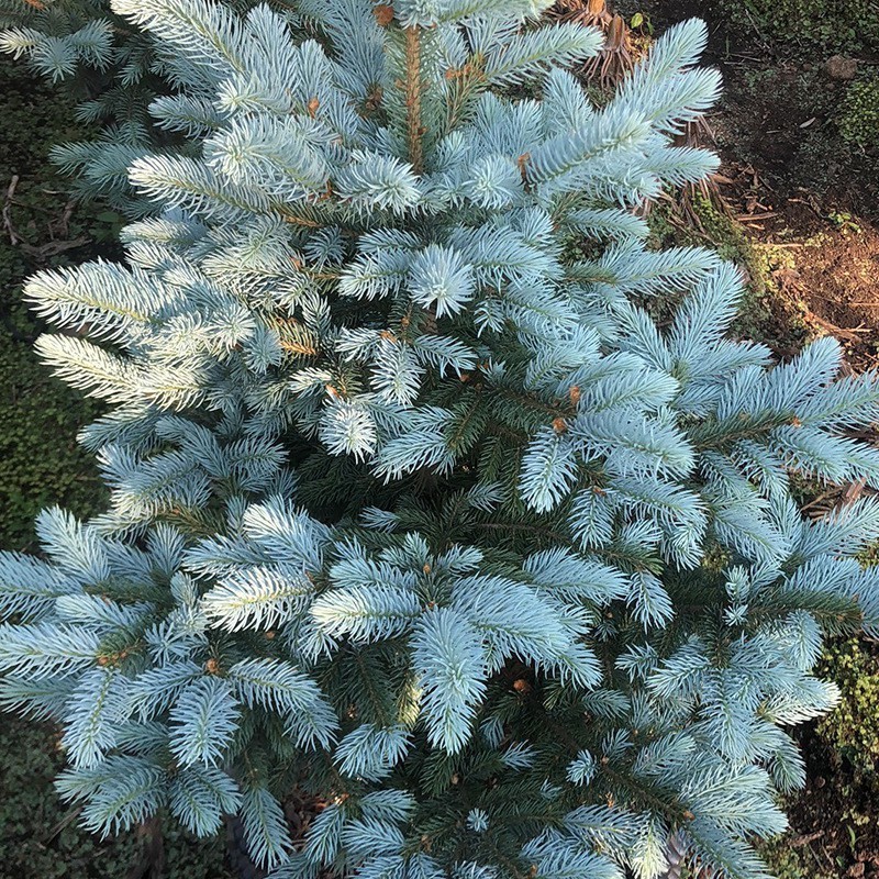 Blue Fir Green Garden Tree Blue Fir Cup Green Plant Tree Excellent ...