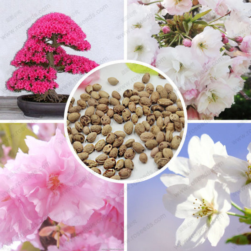 10pcs/pack Sakura Seeds Cherry Blossoms Seed Sakura Bonsai Japanese Mix ...