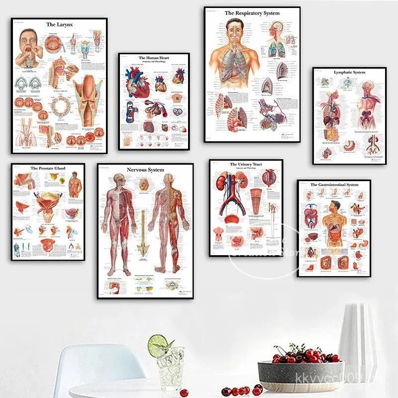 Human Anatomy Muscles System Poster Medical Educational Body Map Chart ...