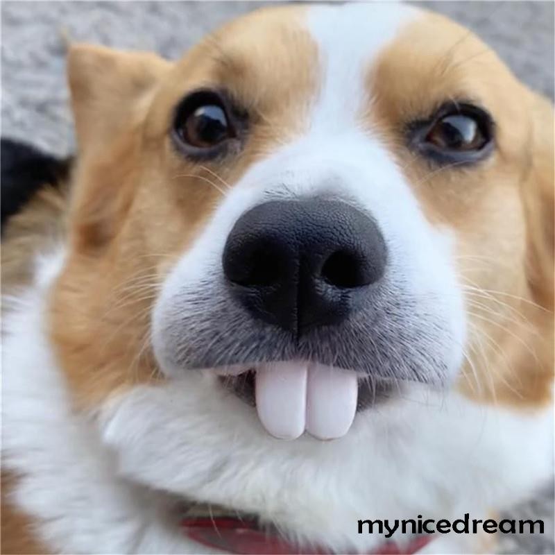 False Teeth For Dog Funny Dentures Pet Decorating Supplies Tricky ...