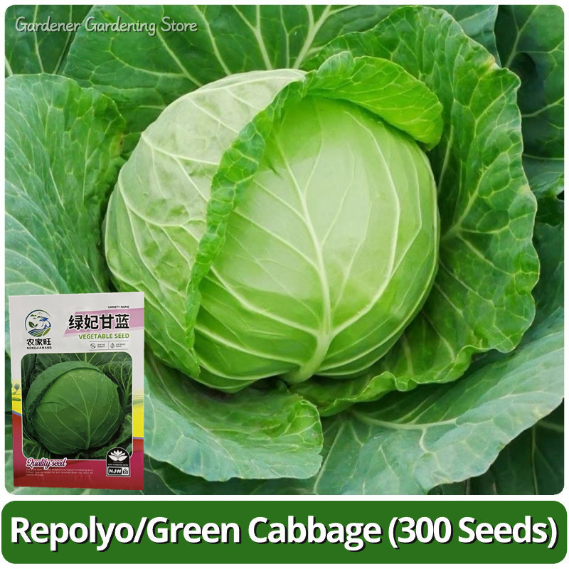 High Yield Repolyo Seeds for Planting 300pcs Legit Green Cabbage ...