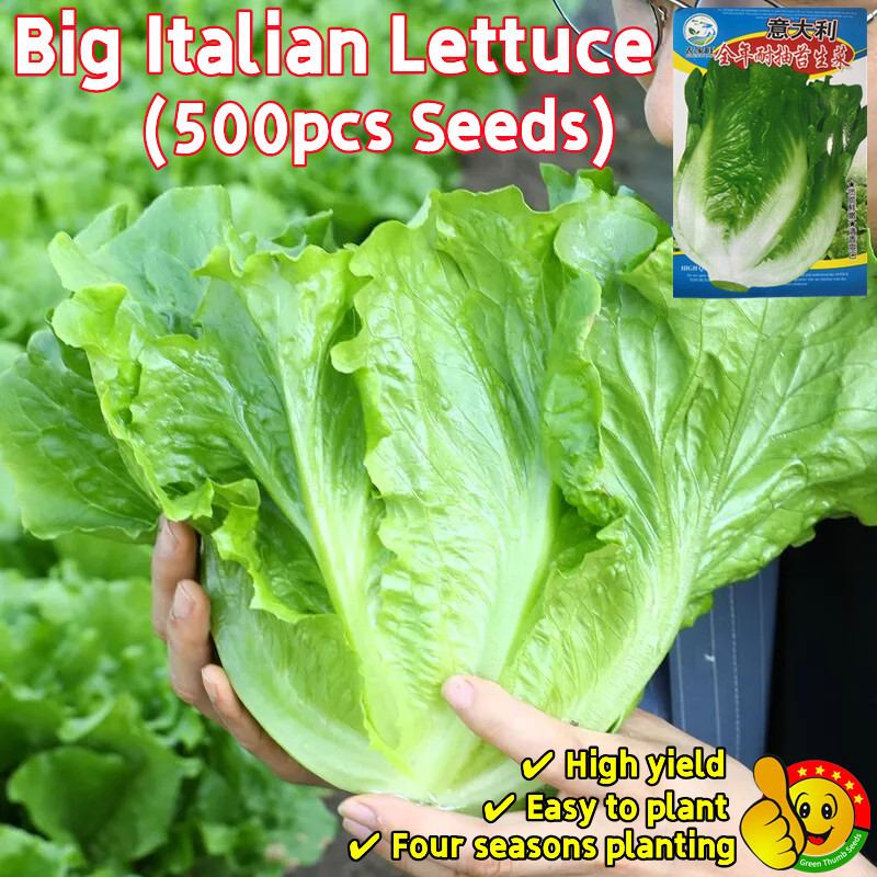 Original Rapid Leafy Romaine Lettuce Seeds 500pcs Big Italian Lettuce ...
