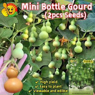 gourd - Best Prices and Online Promos - Oct 2024 | Shopee Philippines