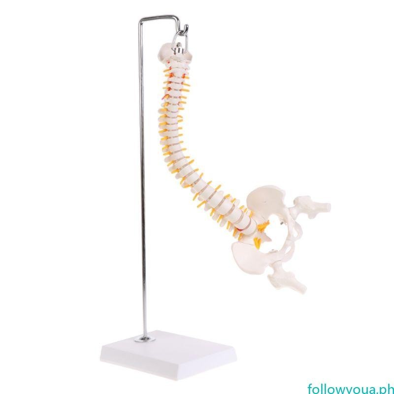 fol 45cm Flexible Human Spinal Column Vertebral Lumbar Curve Anatomical ...