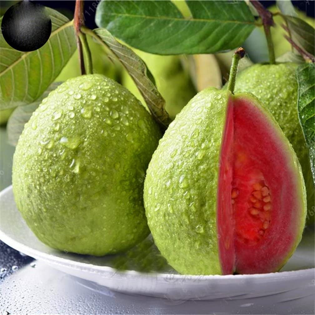 10Pcs Guava Seed Organic Vegetable Fruit Seeds Bonsai Guava Tree Plant ...