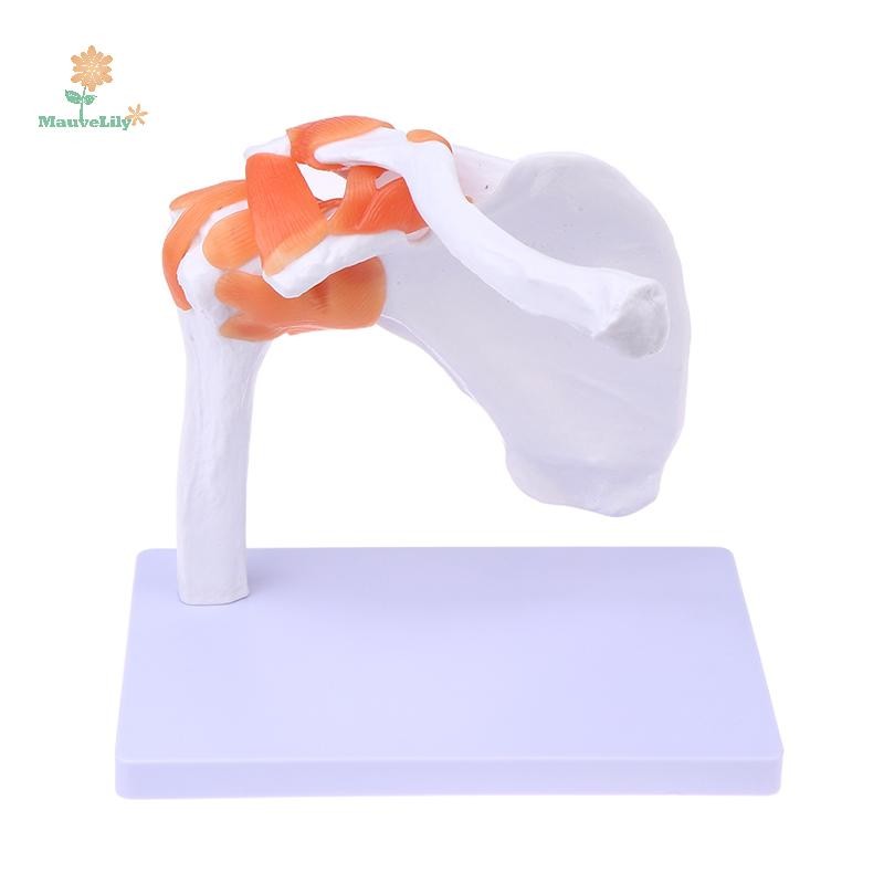 LILY PVC Shoulder Joint Model Human Shoulder Bone Ligament Scapula ...