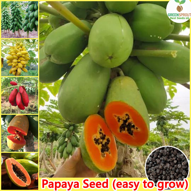 Dwarf Papaya Seeds Heirloom Variety Gardening Bonsai Fruit Trees Live ...