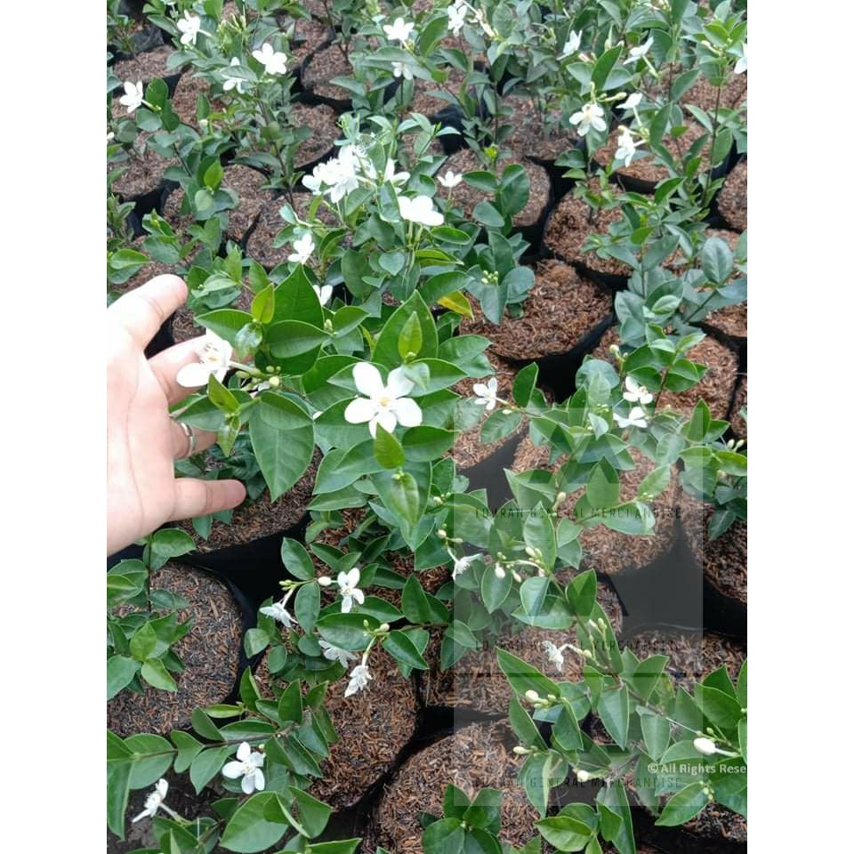WHITE ANGEL SNOW FLAKE PLANT seedlings Seedlings | Shopee Philippines