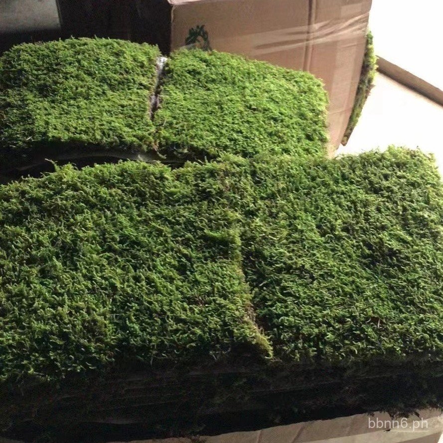 Boutique Large Gray Moss Courtyard Floor Real Moss Wall Decorative ...