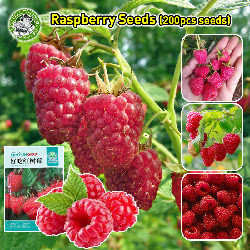 Original Fresh Raspberry Seeds for Planting Legit Raspberry Live Plant ...