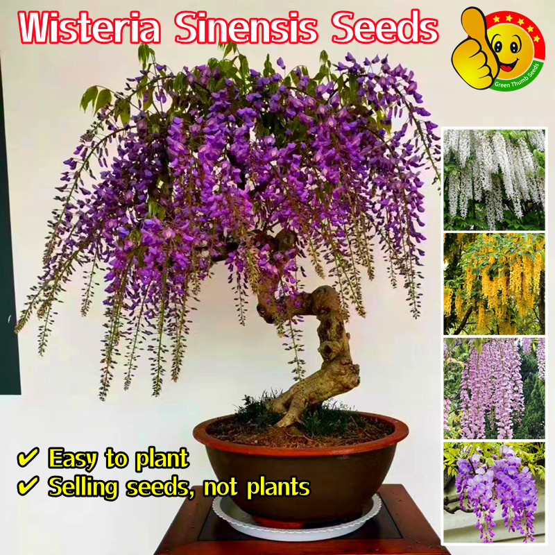 100% Original Mixed Colors Wisteria Sinensis Seeds Fresh 10pcs Wisteria ...