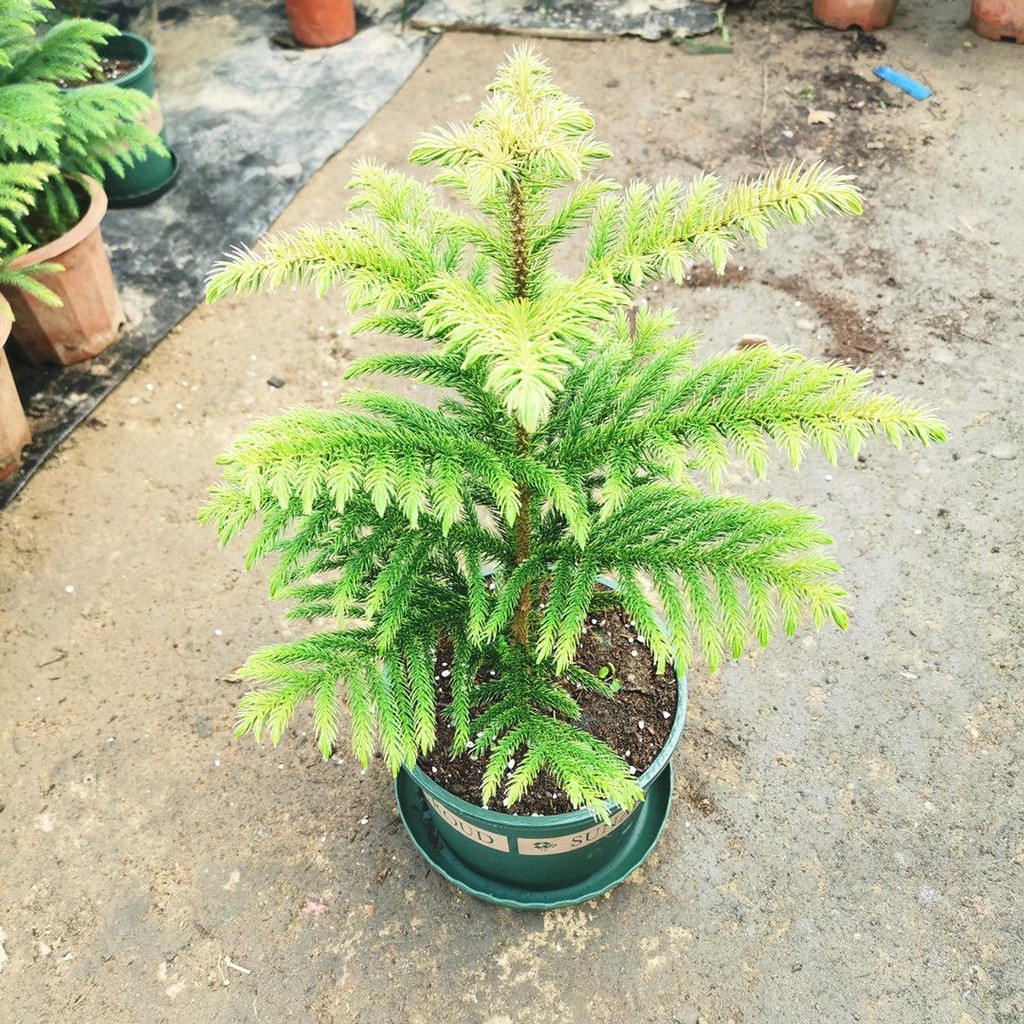 Araucaria potted Nanyang pine size saplings Christmas tree bonsai ...