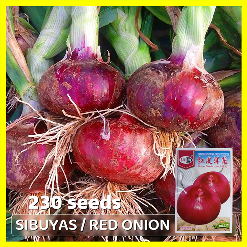 100% Fresh Red Hawk Onion Seeds for Planting Vegetables 230pcs F1 ...