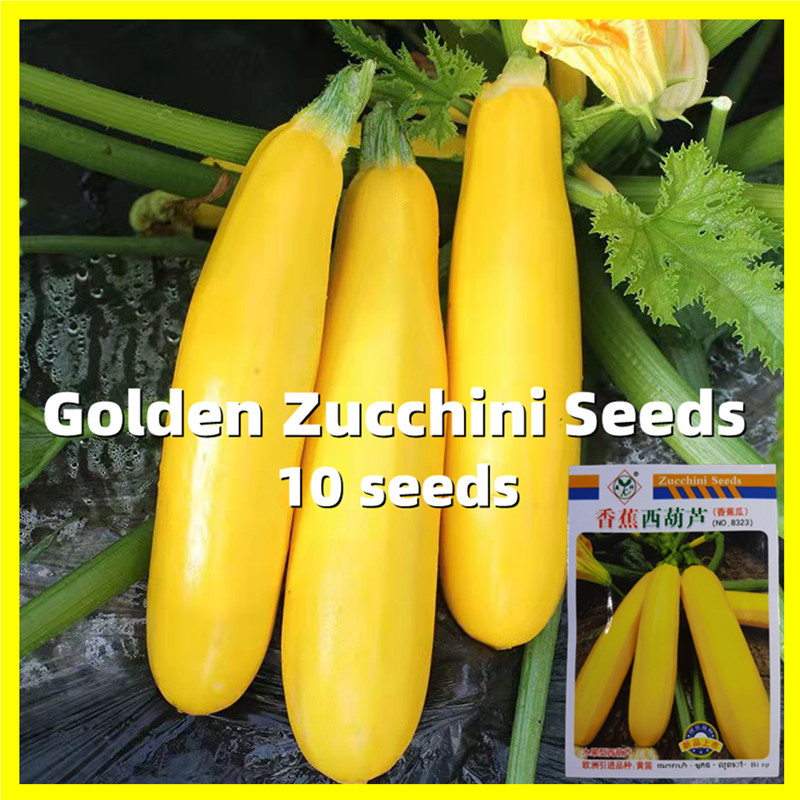 Golden Zucchini Seeds(10Seeds)Zucchini Vegetable Seed for Planting ...